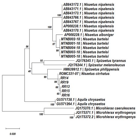 Phylogenetic Tree Of Nisaetus Cirrhatus And Other Species In Download Scientific Diagram