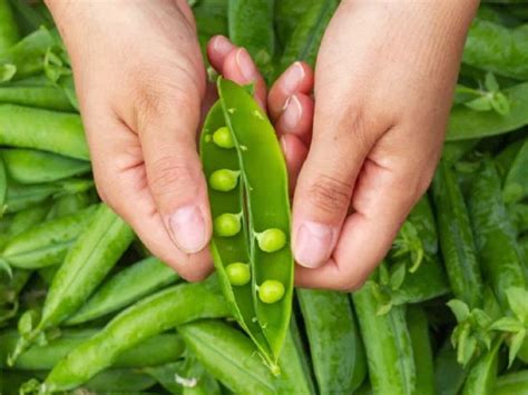 Đậu Xanh Tất Cả Những điều Bạn Cần Biết