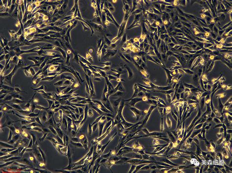浙江美森细胞科技有限公司