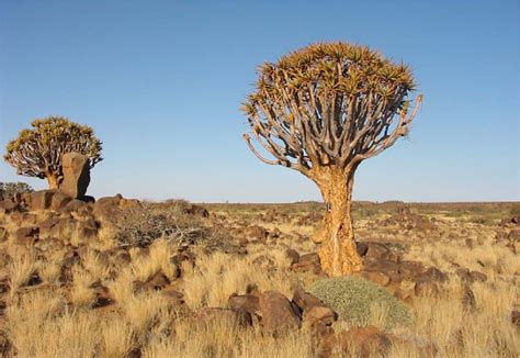 Quiver Trees In Namibia 2008 8 Download Scientific Diagram