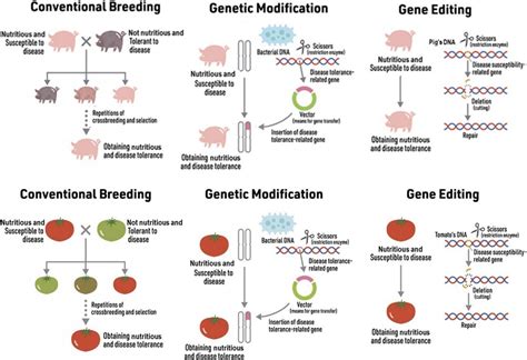 Gene Editing Of Pigs Worries Consumers More Than Gene Editing Of