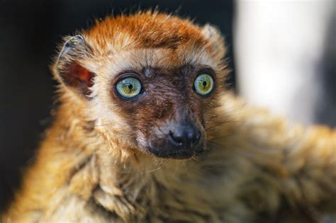Definitive Guide To Blue Eyed Black Lemur Facts Habitat Conservation