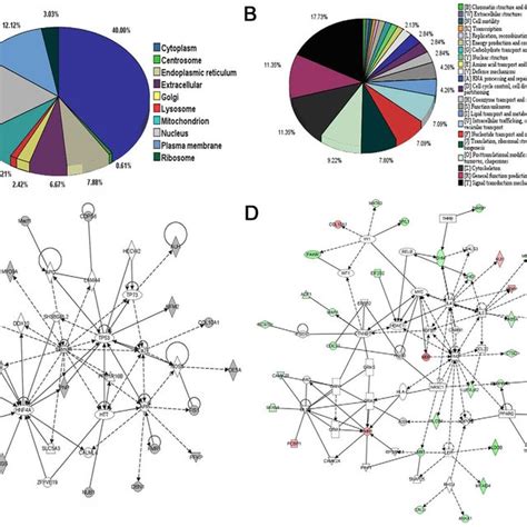 subcellular localization functional classification analysis and