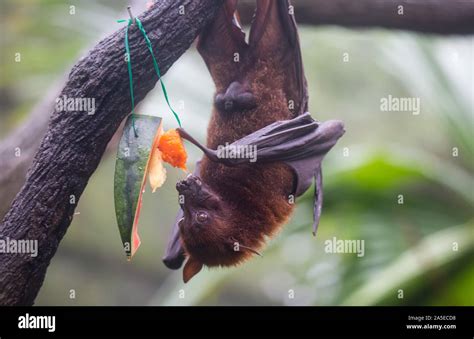 Fruit Bat Also Known As Flying Fox With Big Leather Wings Hanging