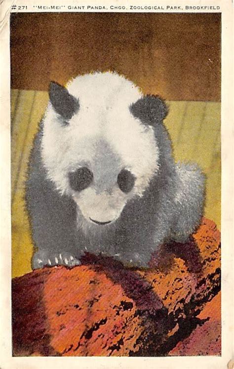 Mei Mei Giant Panda Brookfield Illinois Usa Bear 1946 Topics