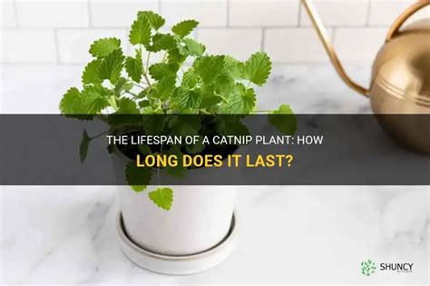 The Lifespan Of A Catnip Plant How Long Does It Last Shuncy