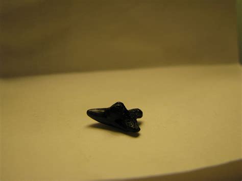 Fossil Tooth Id Fossil Id The Fossil Forum