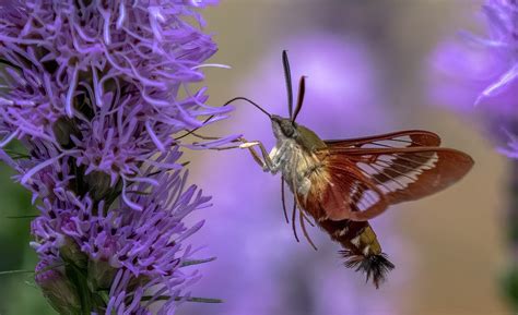 How To Identify A Hummingbird Clearwing Moth Birds And Blooms