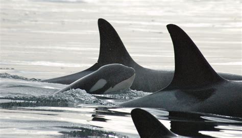 With Food Source Endangered Southern Resident Killer Whales Face