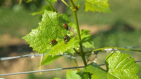 Vineyard Pest Monitoring With Arduino Pro Arduino Blog