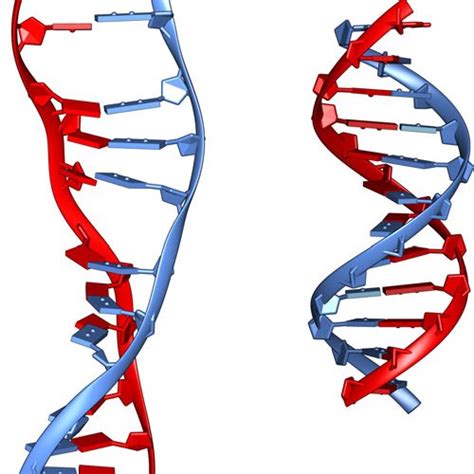 Pdf A Stretched Conformation Of Dna With A Biological Role