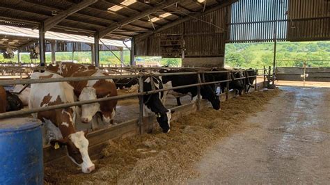Cows Inside The Shed