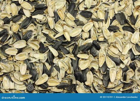 Husks Of Sunflower Seeds Stock Image Image Of Processing 35115701