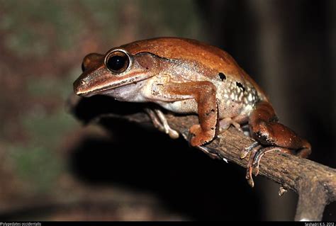 Polypedates Occidentalis Das And Dutta 2006 By Seshadri Ks On 27