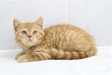 Kitten Red Mackerel Tabby British Shorthair Ouachita British Shorthairs