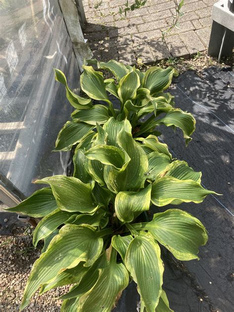 Hosta Atlantis 2g Boscos Garden Center