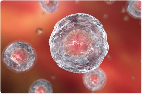 Single Nucleus Là Gì Khám Phá Cấu Trúc Và Ví Dụ Câu Dễ Hiểu