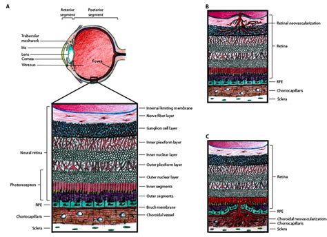 Schematic Representation Of The Retina And Sites Of Pathogenic