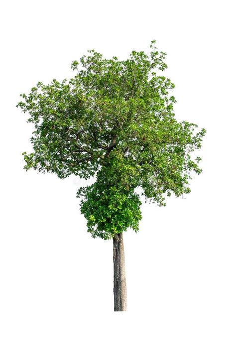 Tree On White Background Stock Image Image Of Environment 118914427
