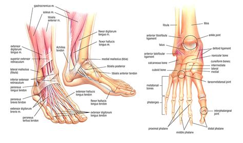 Foot Tendon Anatomy Diagram