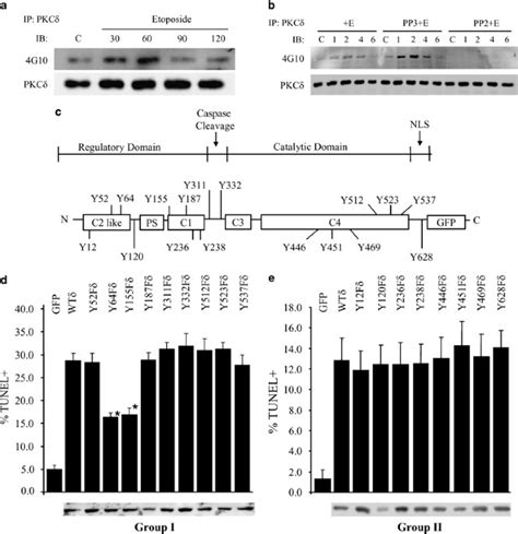 Tyrosine Phosphorylation Regulates Nuclear Translocation Of Pkcδ Oncogene