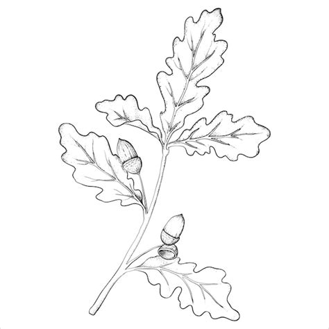 Rama De Roble Vectorial Con Hojas Y Bellotas Vector Premium