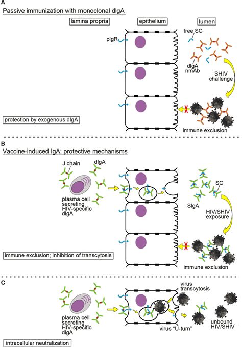 Mucosal Defenses By Dimeric Iga Diga Or Secretory Iga Siga