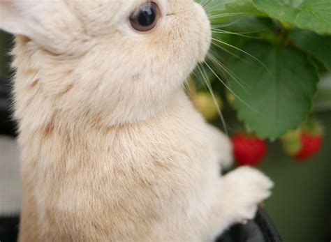Hinoki Bunny On Twitter