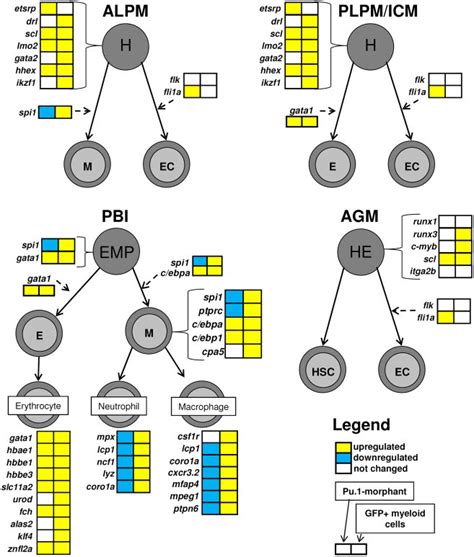 Hematopoiesis Pathway Regulation On Spi1 Knockdown And In Myeloid Cells