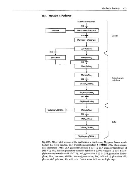 Dolichol Synthase Big Chemical Encyclopedia