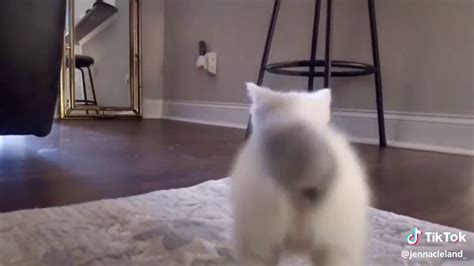 Booty Shaking Cat 🤣🤣🤣🤣🤣🤣soooooo Funny Youtube