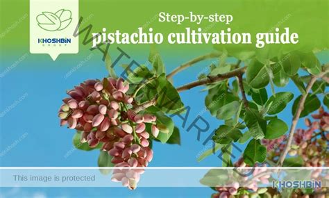 Step By Step Pistachio Cultivation Guide Khoshbin Group