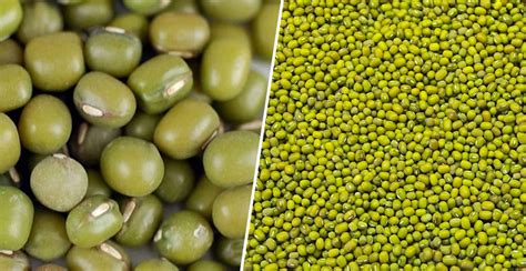 Mung Beans Nutrition Facts Health Benefits Side Effects