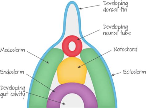 Ib Biology Option A Neurobiology Flashcards Quizlet