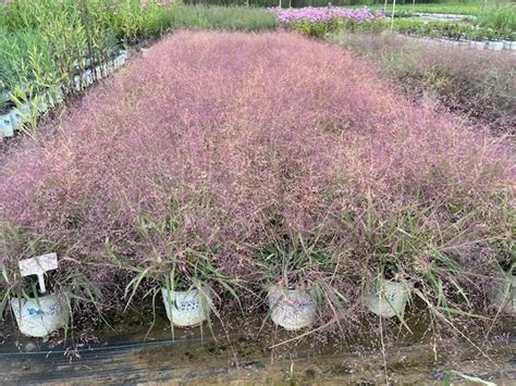 Eragrostis Spectabilis Purple Lovegrass 1 Pot Native Plants