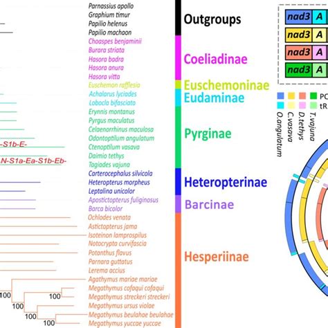 Phylogenetic Tree Produced By Maximum Likelihood Analyses Of Pcgrt