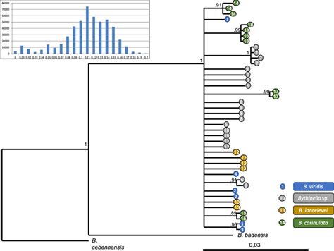 Phylogenetic Tree Based On Bayesian Inference Using The Coi Gene Only Download Scientific