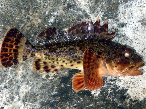 Sculpin Fish