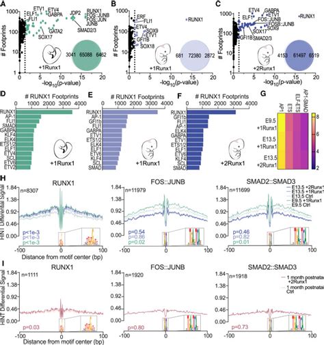 Efficient Hemogenic Endothelial Cell Specification By Runx1 Is Dependent On Baseline Chromatin