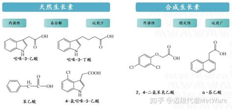 植物激素专题 百篇文献带你认识107种植物激素，并免费领取功能表 知乎