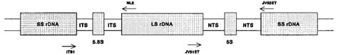 Schematic Presentation Of The Rdna Repeat Unit And Location Of The Its1