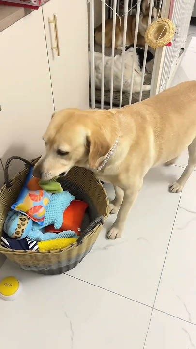 大晚上的还不睡，还得我来催，这狗事太多了！狗子的迷惑行为 这狗子打小就精 Youtube