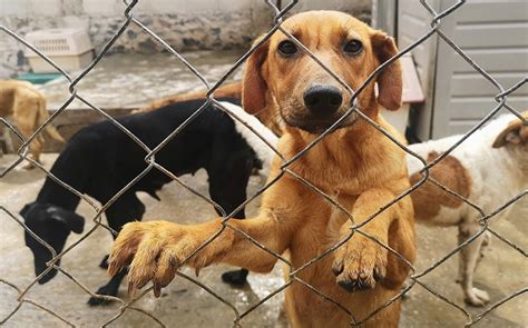 Maltrato Animal En México Estas Son Las Multas En Estados Grupo Milenio