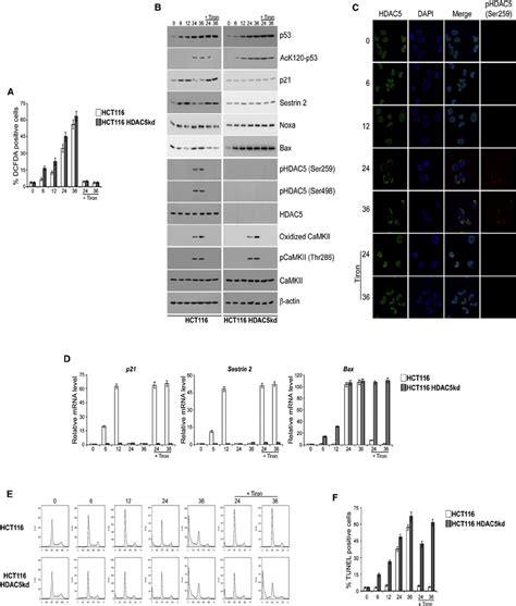 Effect Of Ros On Hdac5 Mediated Regulation Of P53 Functions A Hct116