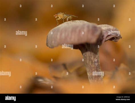 Amethyst Blue Laccaria Amethystea Amathyst Deceiver With Small Fly Fungus Gnat Laccaria