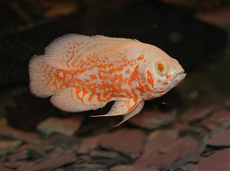 The Ultimate Oscar Fish Care Guide 2021 Everything You Need To Know