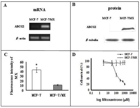 Estrogen Enhances The Expression Of The Multidrug Transporter Gene