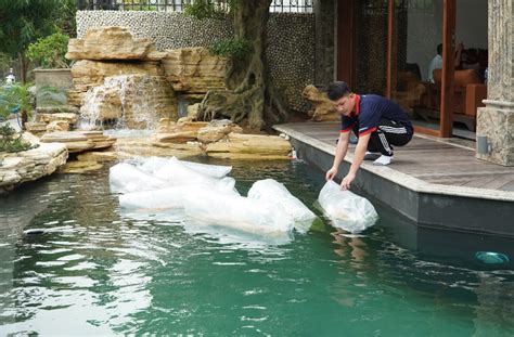 Gợi ý 15 Mẫu Thiết Kế Hồ Cá Koi đẹp Ai Nhìn Cũng Mê