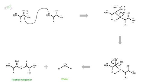 Amino Acids Reaction On The Mcat Mcat Mastery