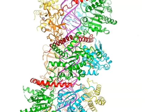 Mda5 And Dsrna Dance A Molecular Jigsaw Puzzle David Lemaster Posted On The Topic Linkedin